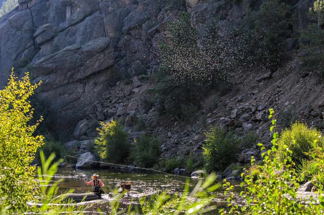 Tricos Hatches are Occurring Throughout Colorado, Bringing Dry Fly ...