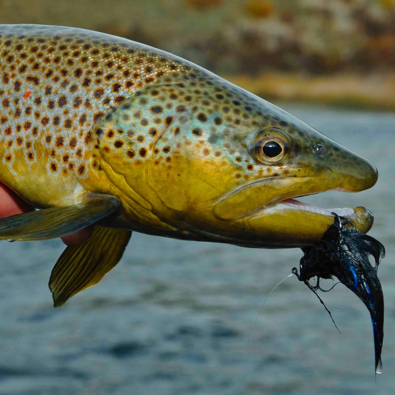 Join Pat Dorsey's 2017 Fly Club - Pat Dorsey Fly Fishing