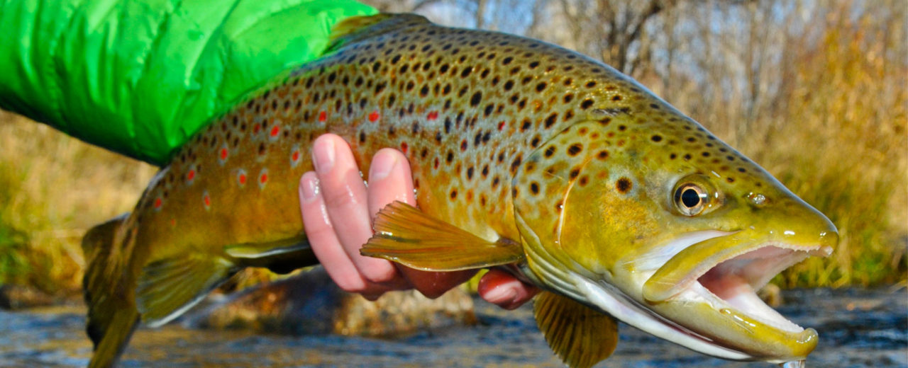 Colorado Fly Fishing with Sponsored Guide & Author Pat Dorsey