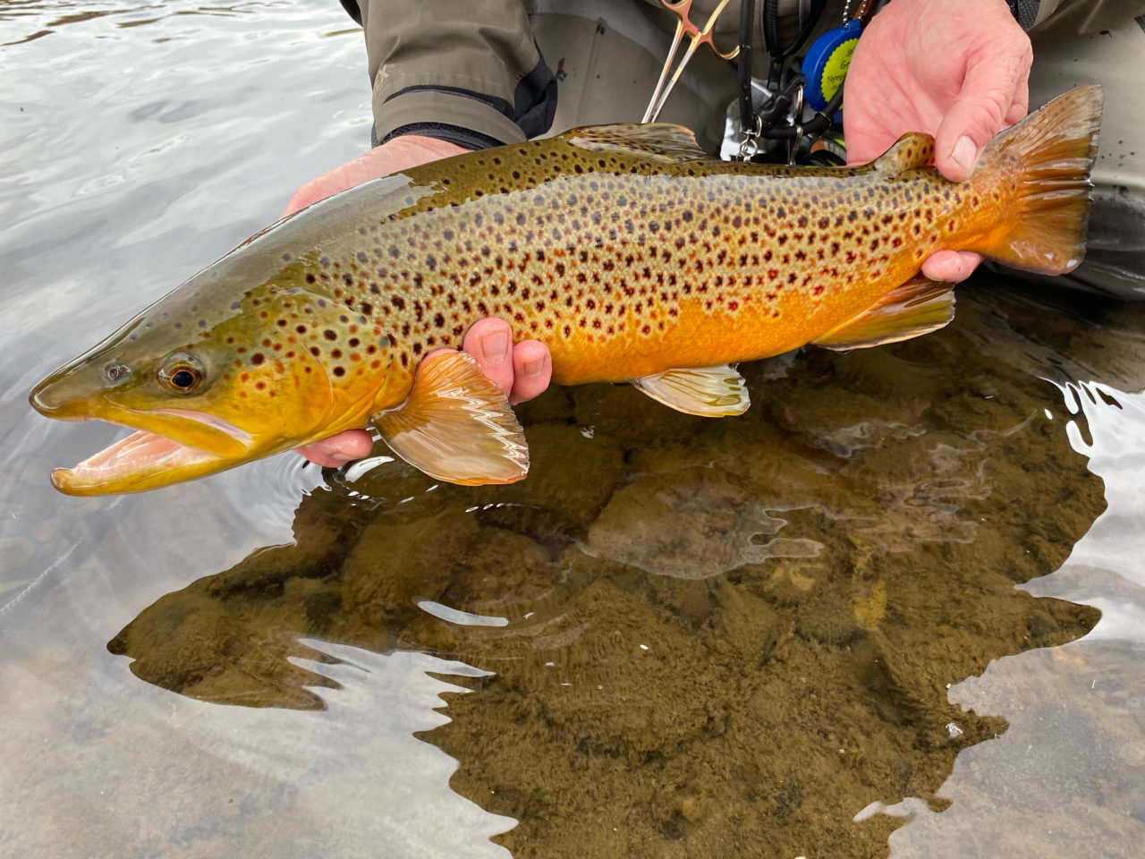 Pat Dorsey's Fly Club™ - Pat Dorsey Fly Fishing